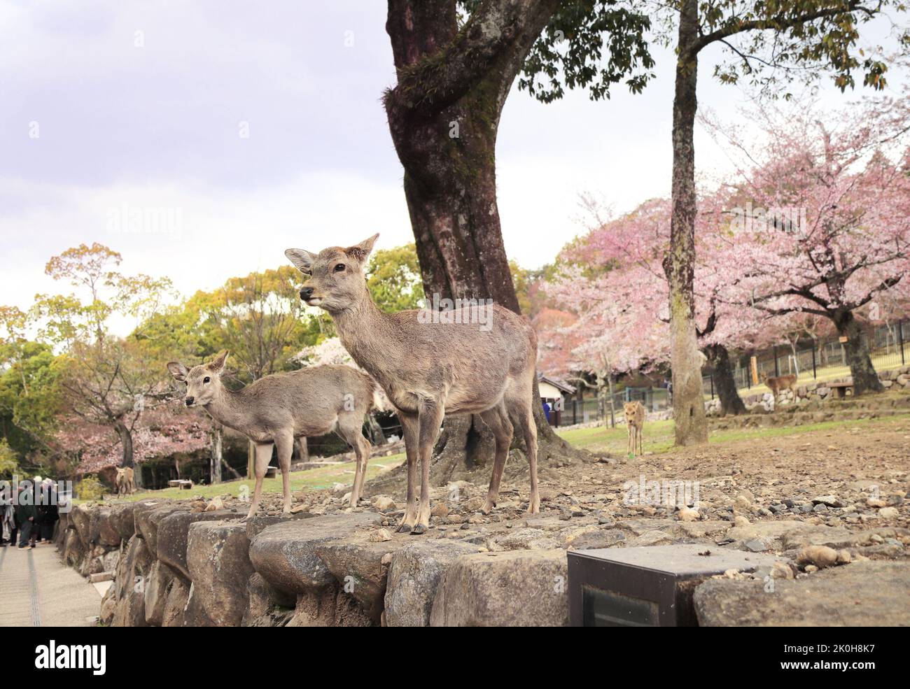 Blooming sakura trees and sika deer (Cervus nippon), Nara, Japan ...