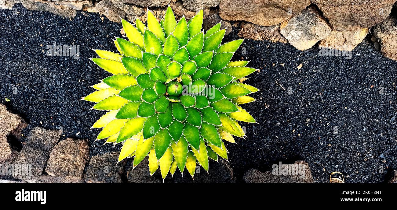 A top view of a circular cactus growth Stock Photo - Alamy