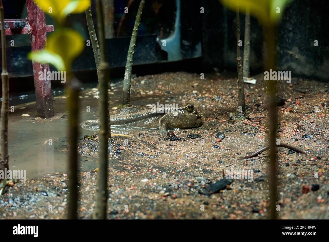 mudskipper fish hiding in mud swamp close up Stock Photo - Alamy