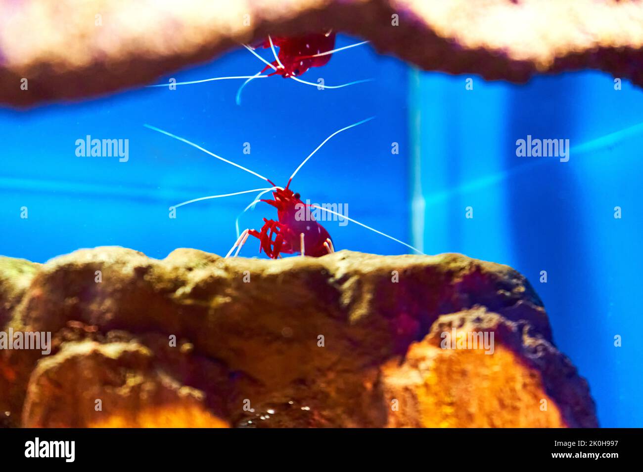 Small shrimp in aquarium crawl hi-res stock photography and images - Alamy
