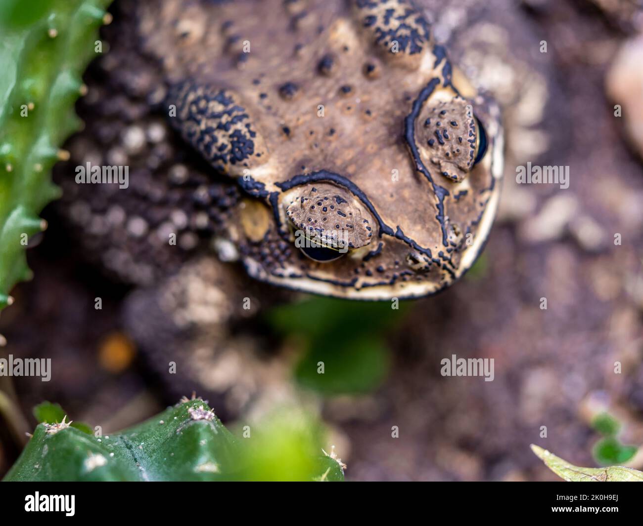 Close-up of the face of a Toad Bufo melanostictus Stock Photo - Alamy