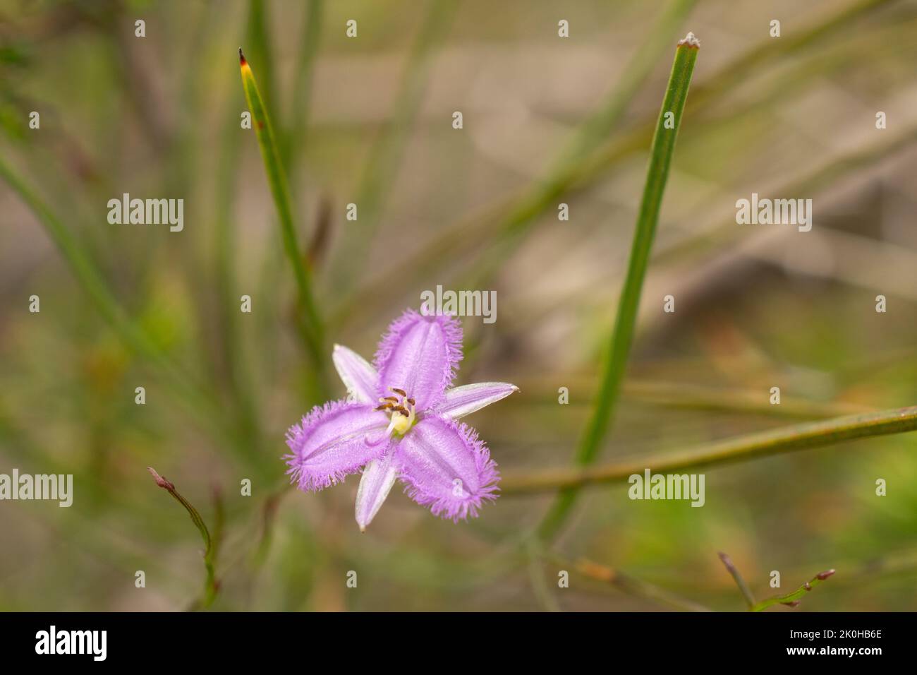 Fringe lily hi-res stock photography and images - Alamy