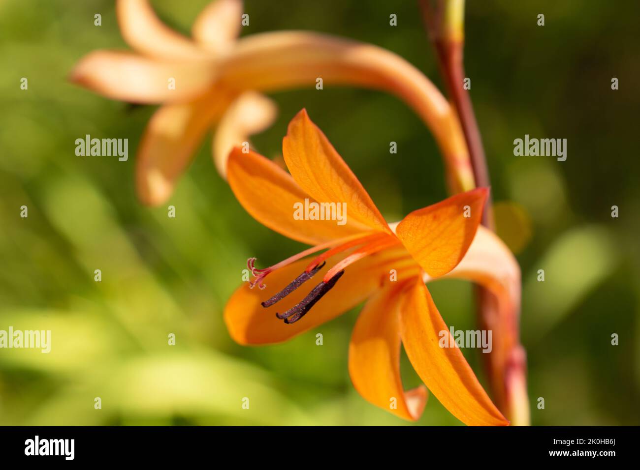 Bugle lilly hi-res stock photography and images - Alamy
