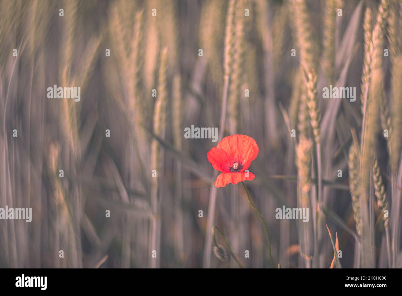 Poppies plant roots flower hi-res stock photography and images - Alamy