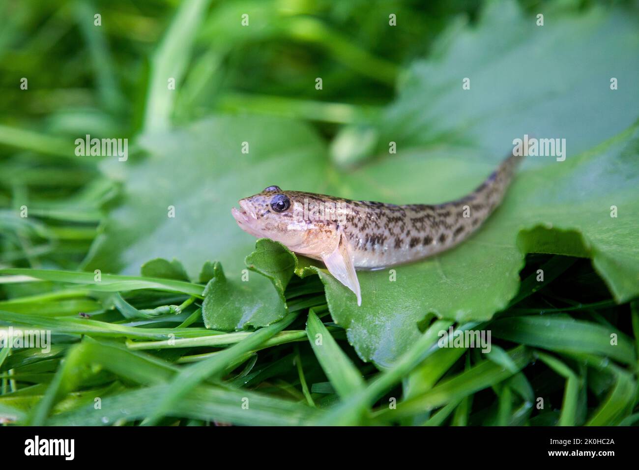 Freshwater bullhead fish or round goby fish known as Neogobius ...