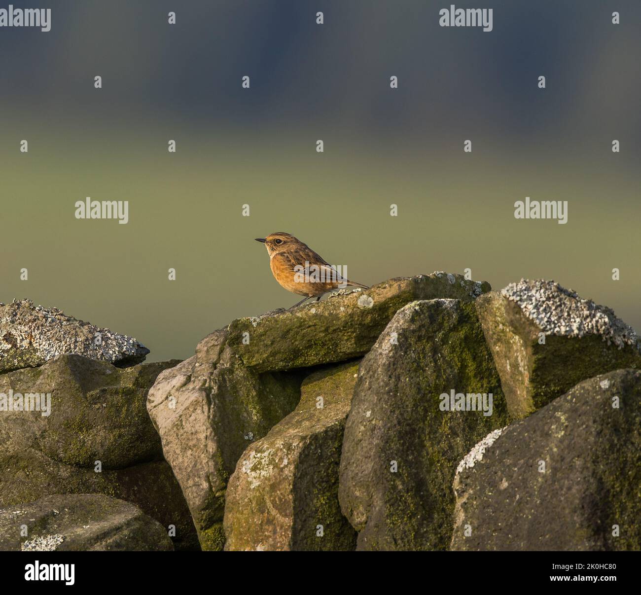 Stonechat captured on canon r5 hi-res stock photography and images - Alamy