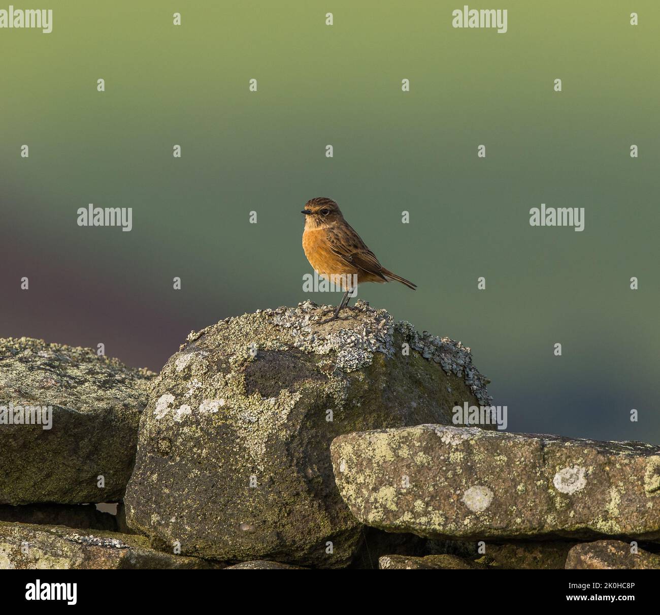 Stonechat captured in early morning light hi-res stock photography and ...