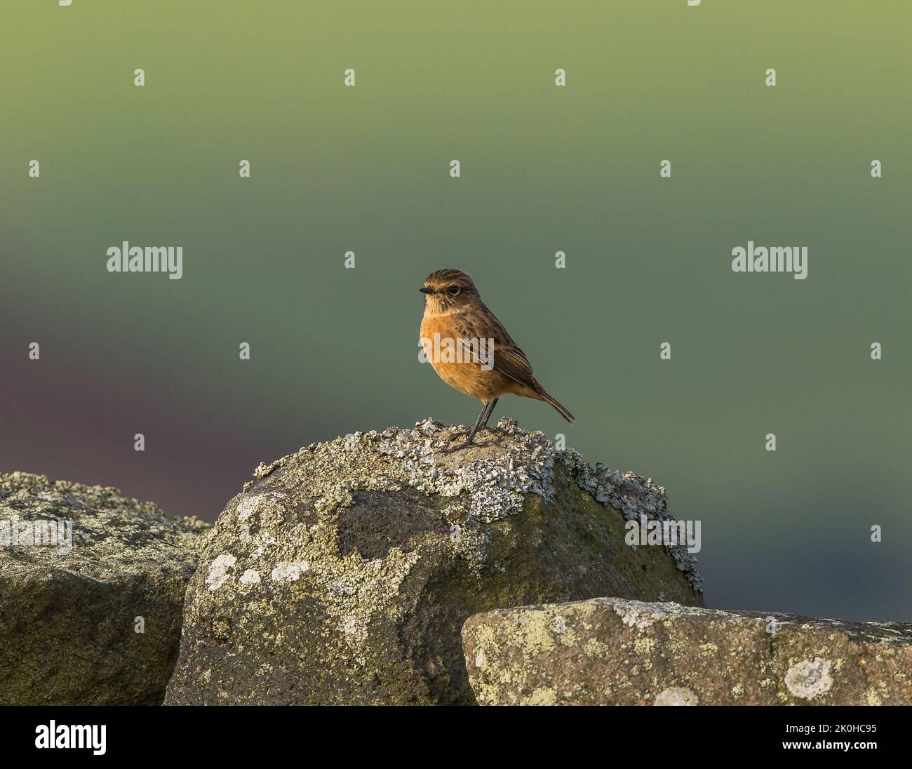 Stonechat captured in early morning light hi-res stock photography and ...
