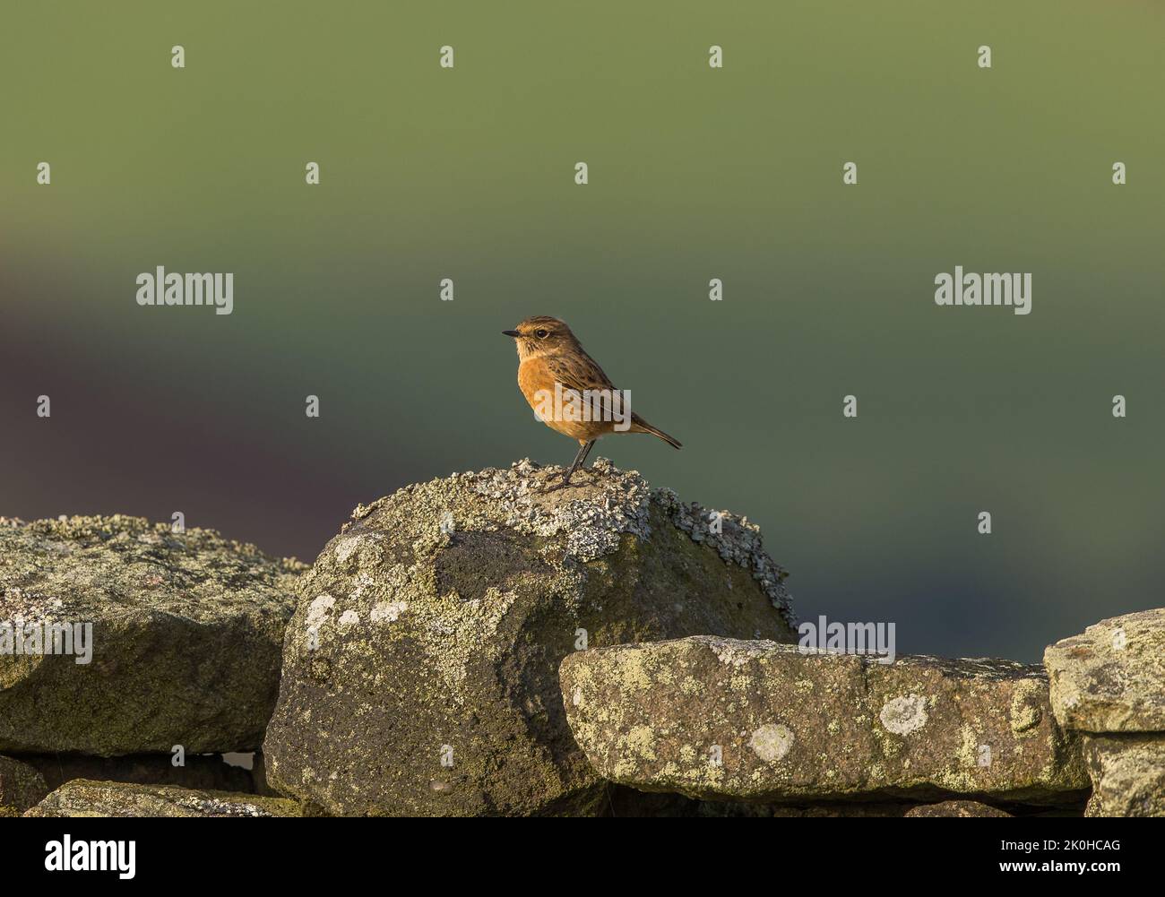 Stonechat captured with canon r5 hi-res stock photography and images ...