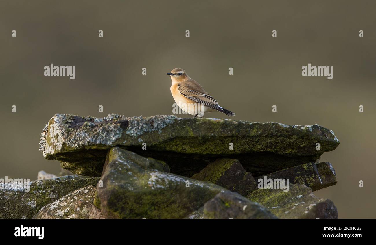 Avian wheatear fauna hi-res stock photography and images - Alamy