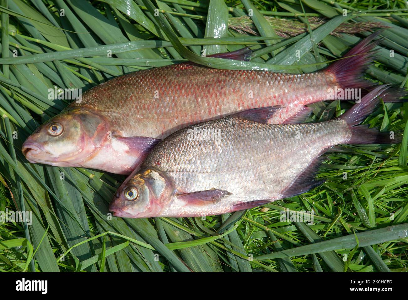 Good catch. Just taken from the water big freshwater common bream known ...