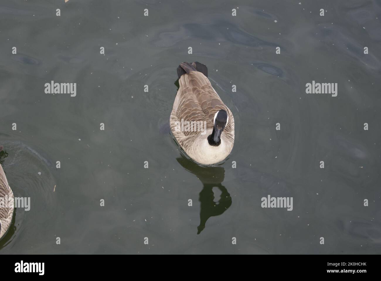 LE LAC DE VIRY CHATILLON,ESSONE,FRANCE Stock Photo - Alamy