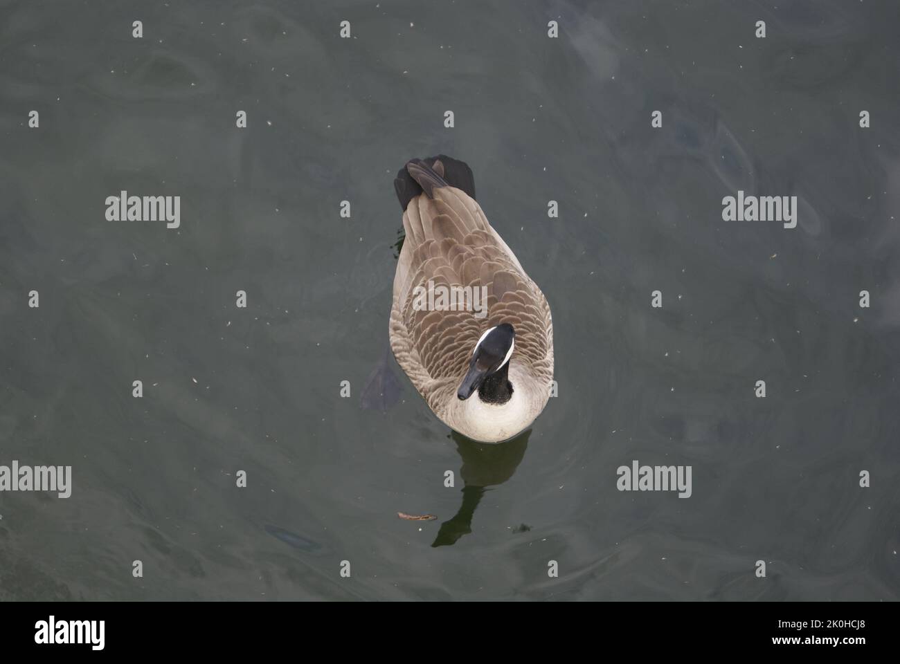 LE LAC DE VIRY CHATILLON,ESSONE,FRANCE Stock Photo - Alamy