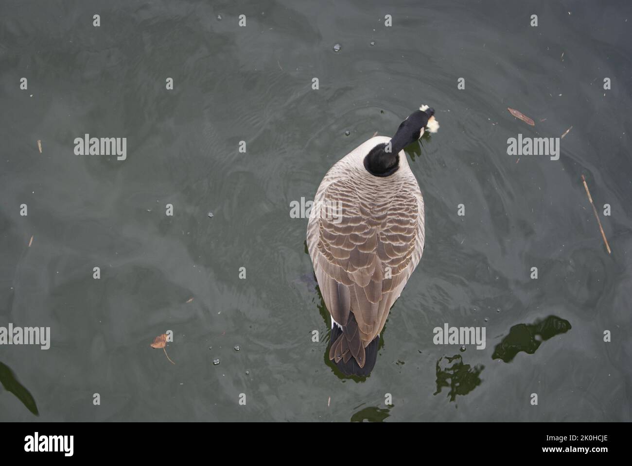 LE LAC DE VIRY CHATILLON,ESSONE,FRANCE Stock Photo - Alamy