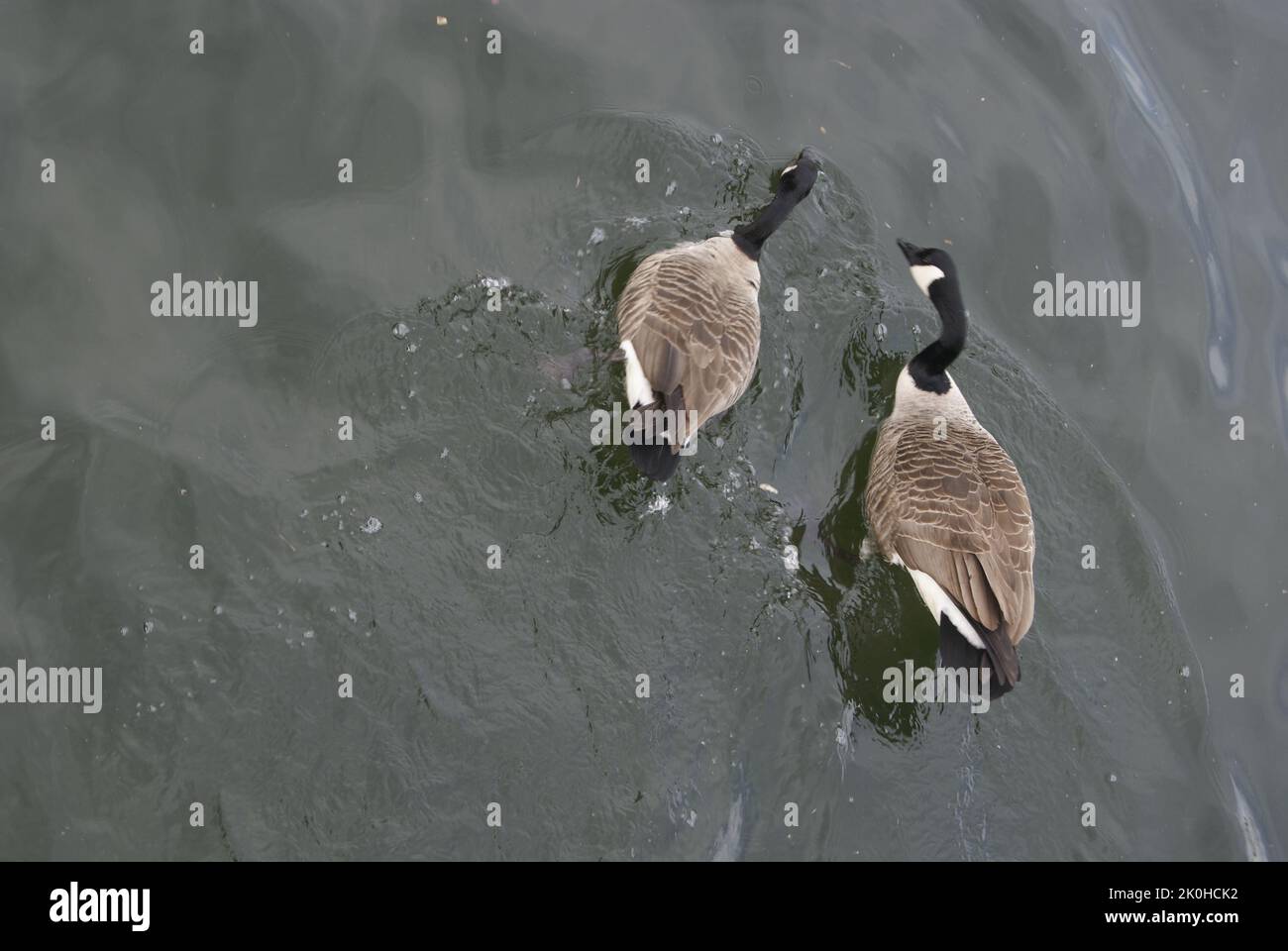 LE LAC DE VIRY CHATILLON,ESSONE,FRANCE Stock Photo - Alamy