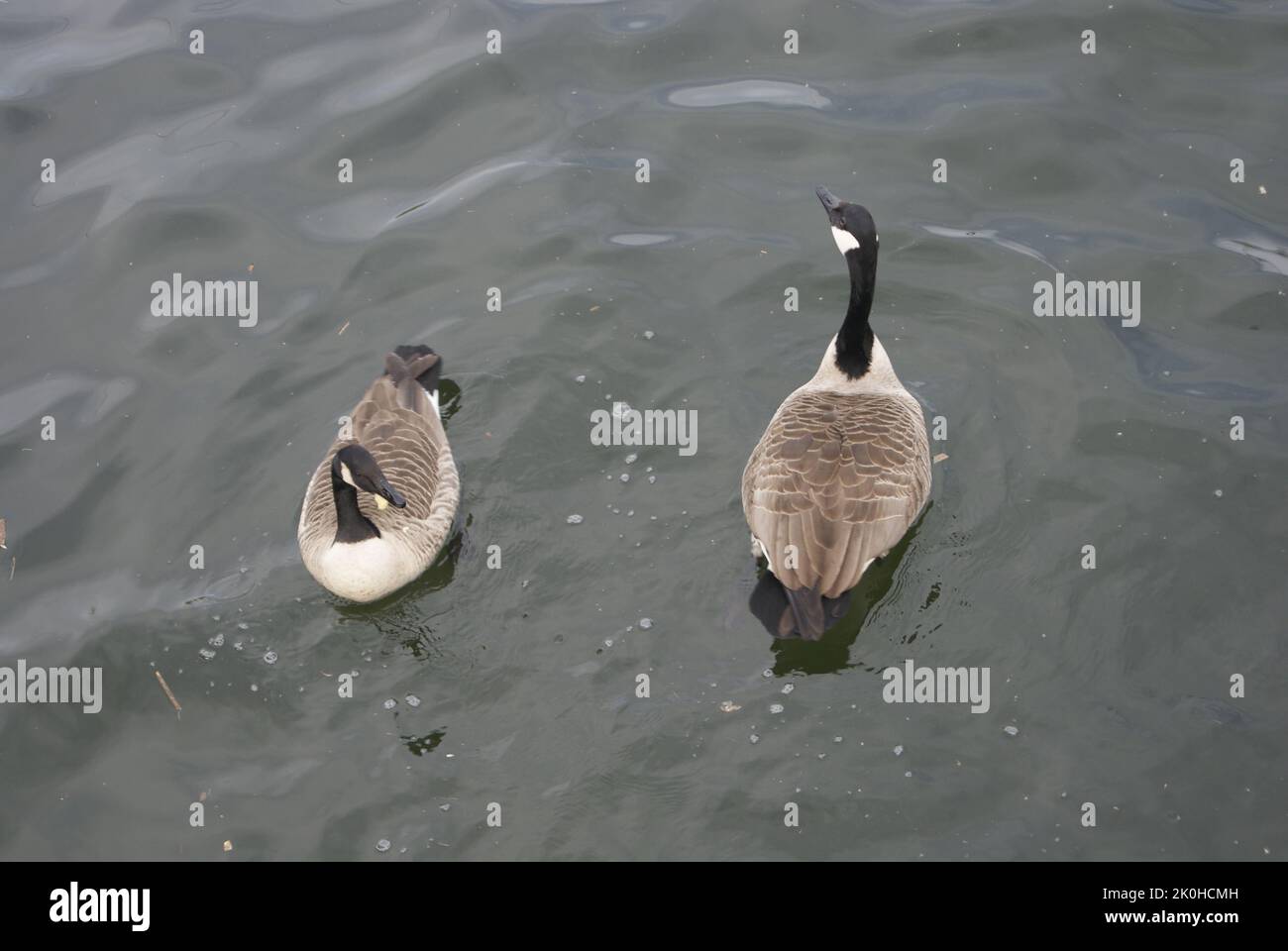 LE LAC DE VIRY CHATILLON,ESSONE,FRANCE Stock Photo - Alamy
