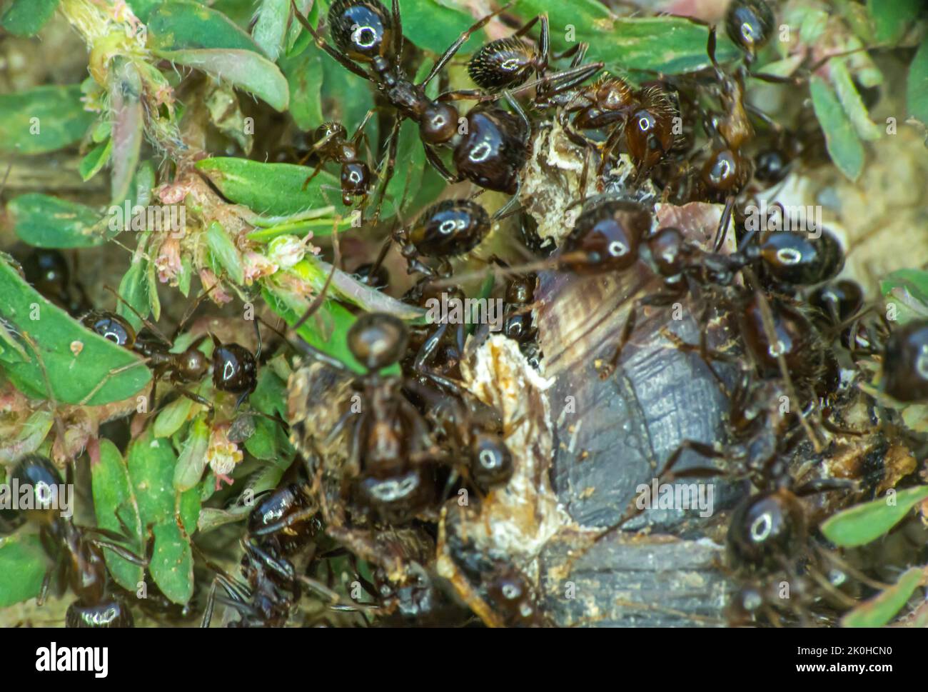 Group of ants on the ground close up Stock Photo - Alamy