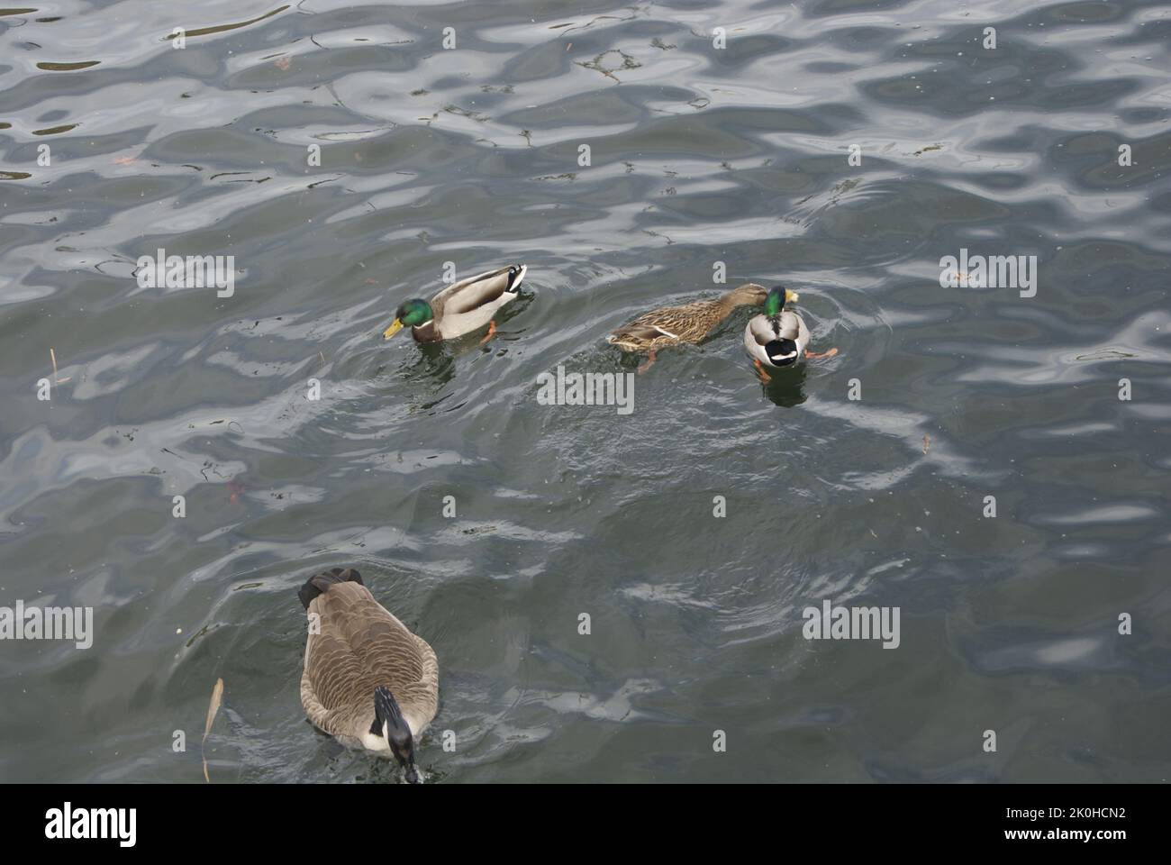 LE LAC DE VIRY CHATILLON,ESSONE,FRANCE Stock Photo - Alamy