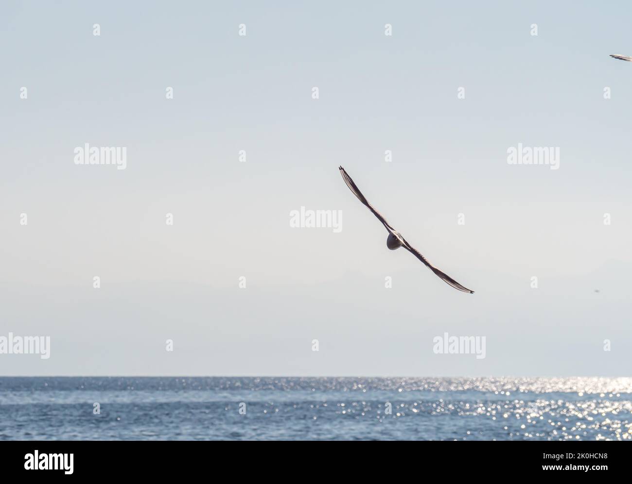 gulls fly over lake Ohrid, natural background Stock Photo - Alamy