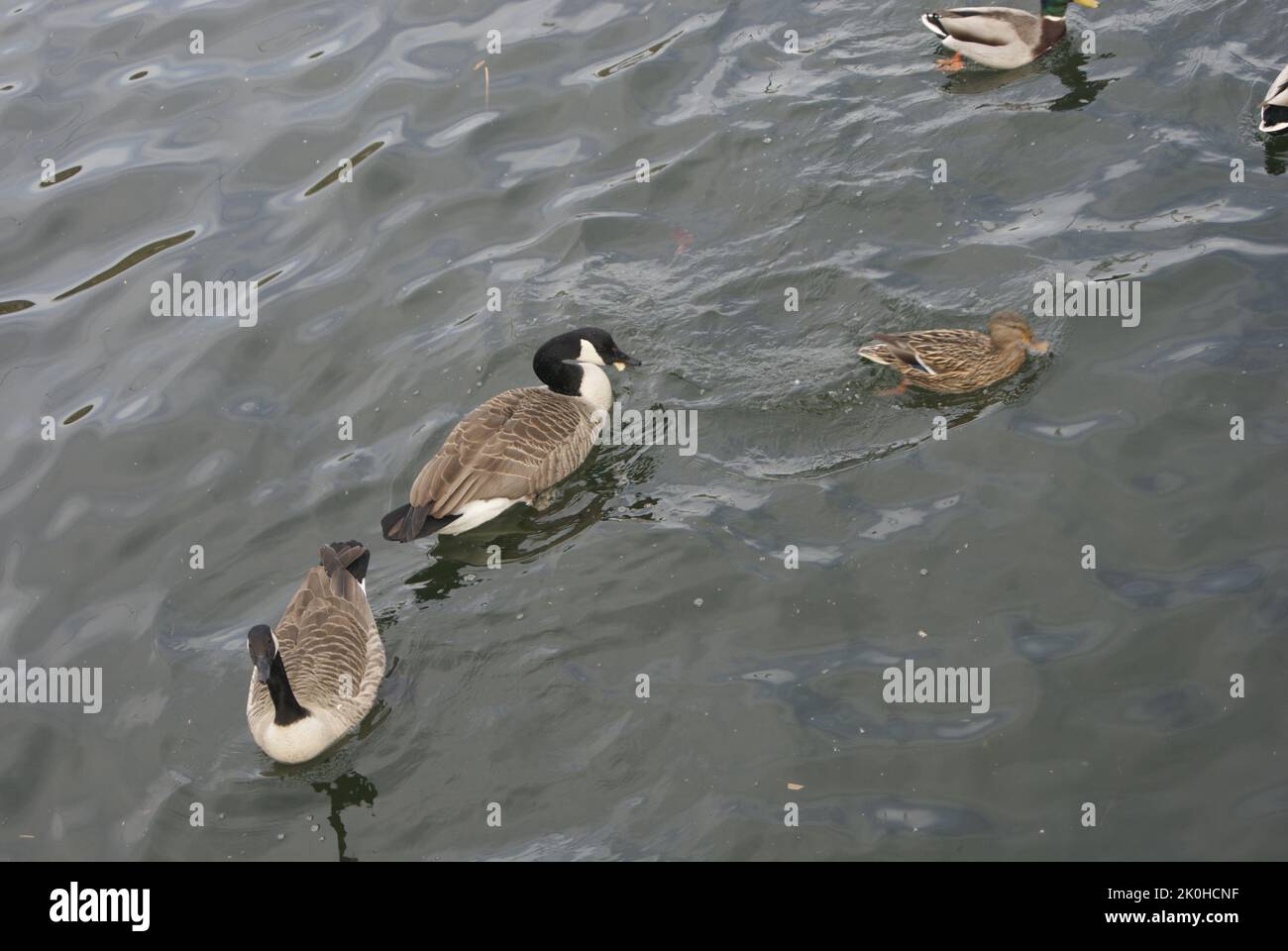 LE LAC DE VIRY CHATILLON,ESSONE,FRANCE Stock Photo - Alamy