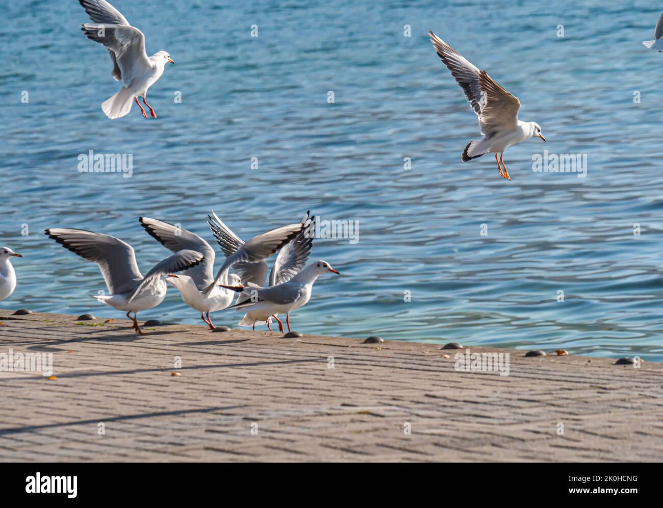 gulls fly over lake Ohrid, natural background Stock Photo - Alamy