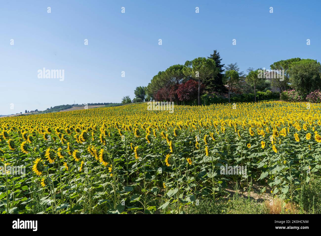 Pollenza italy hi-res stock photography and images - Alamy