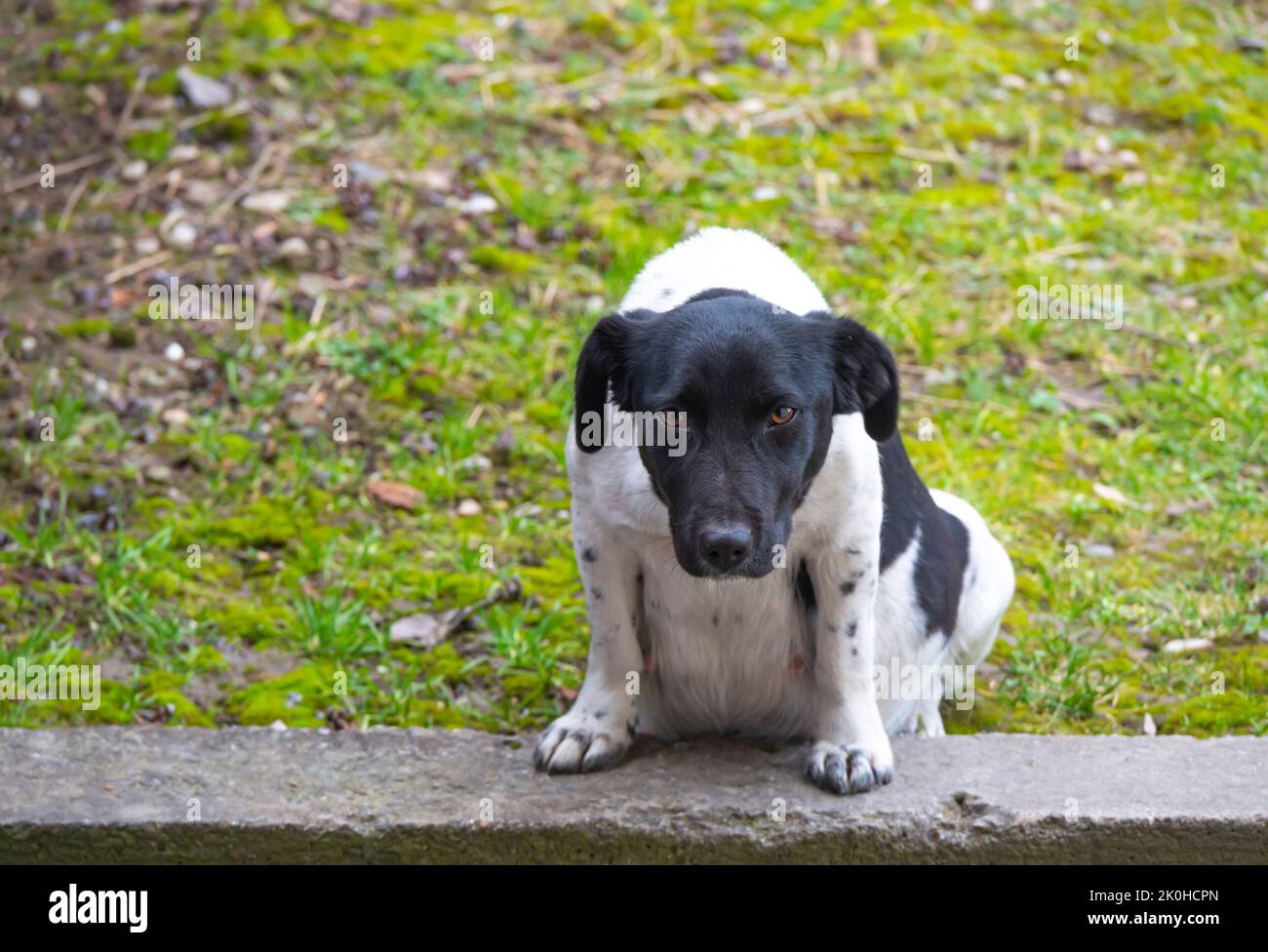 poor lonely black and white street dog Stock Photo - Alamy