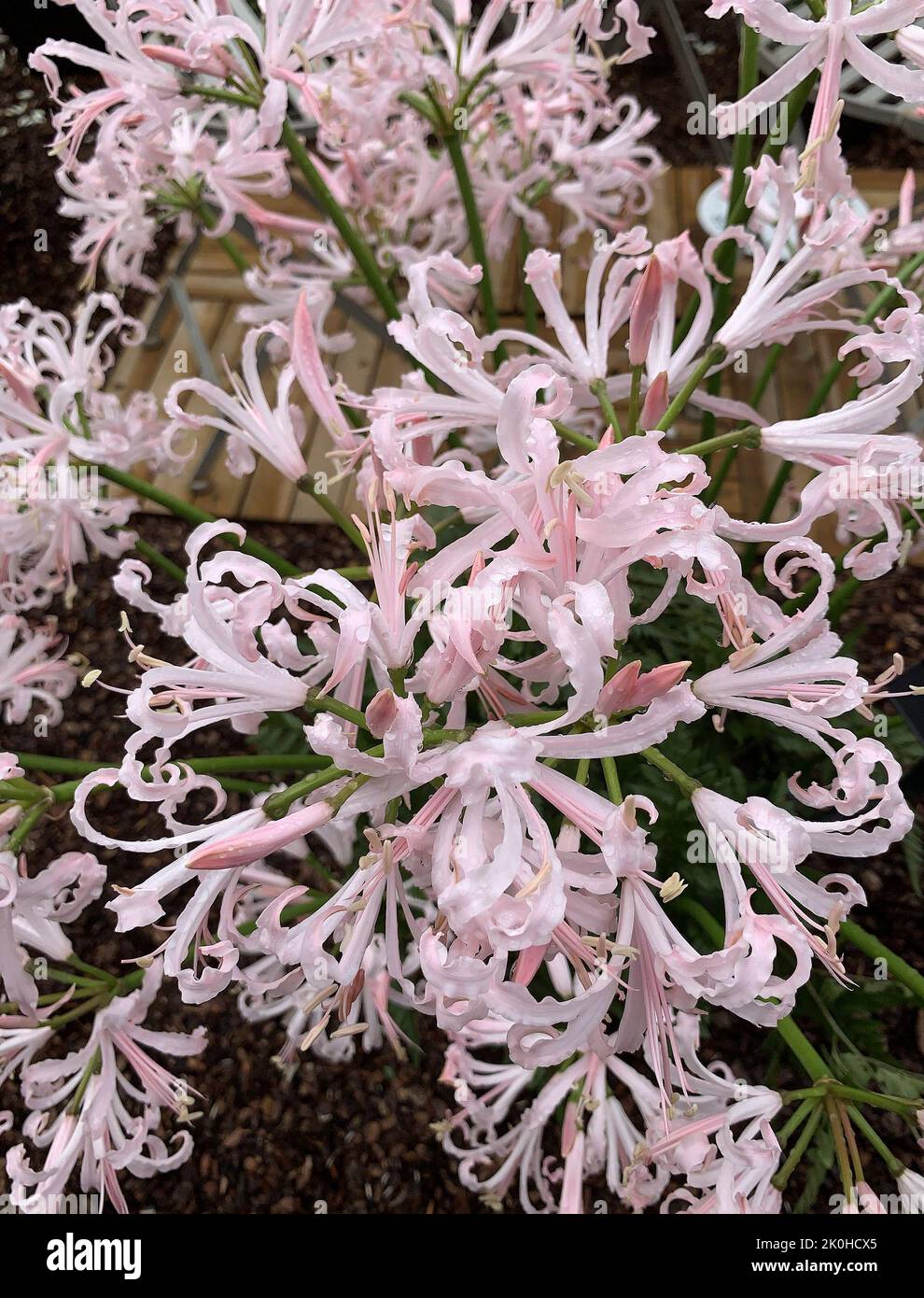 Close up of the pink garden flower Nerine bowdenii Vesta seen in the ...