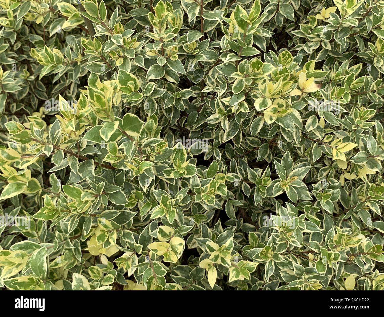 Myrtus communis subsp tarentina microphylla variegata hi-res stock ...