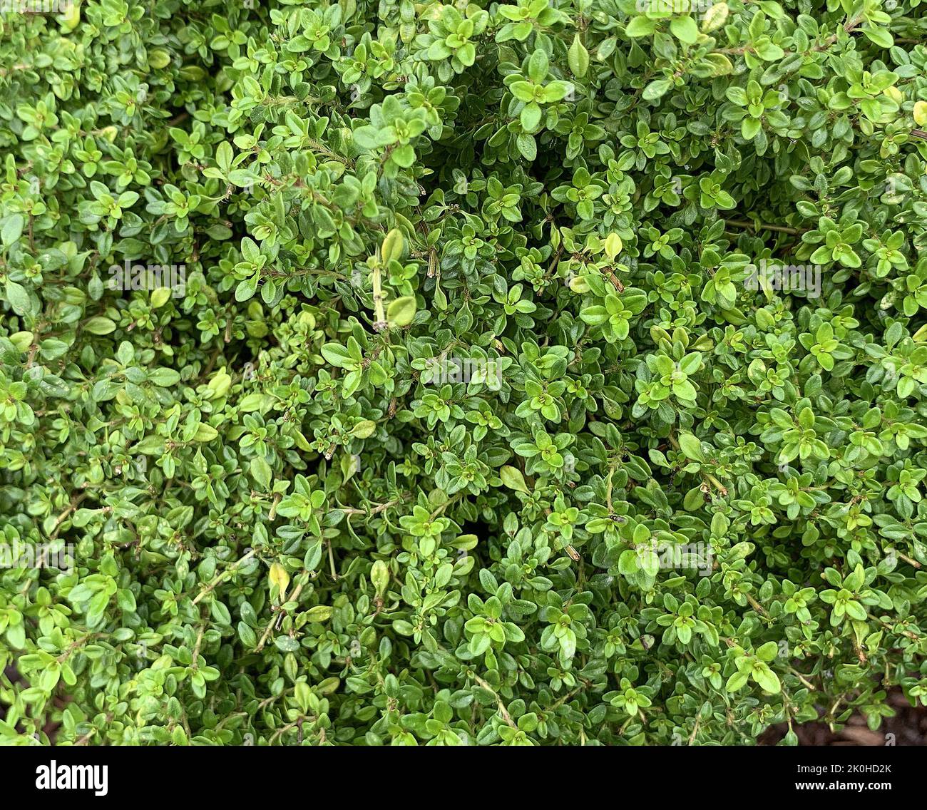 Gold thyme hi-res stock photography and images - Alamy