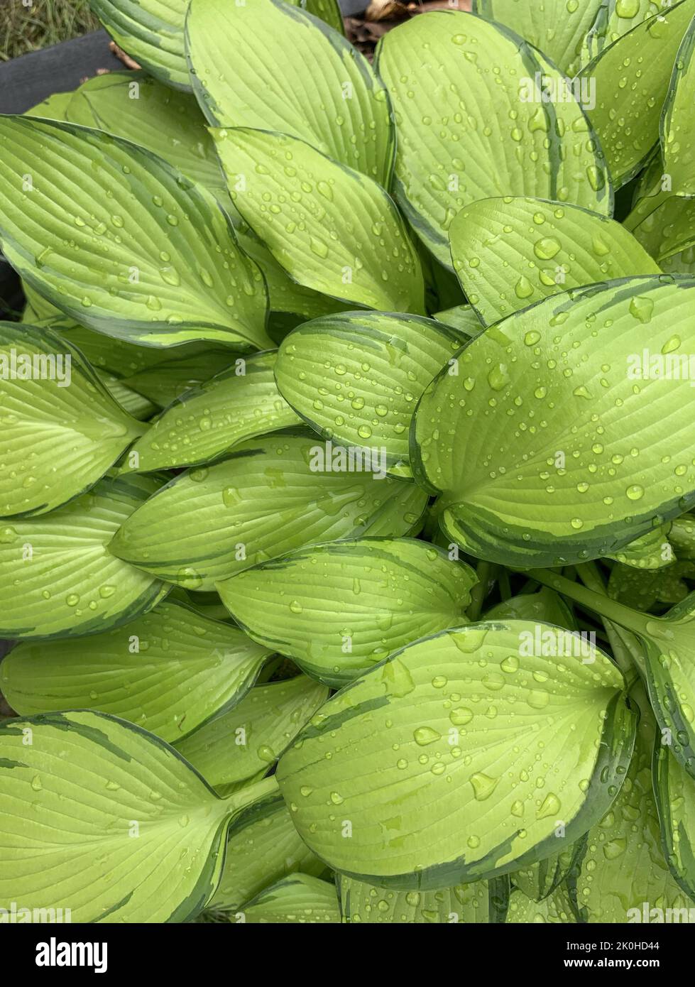 Close up of the plantain lily Hosta June fever plant leaves seen in the ...