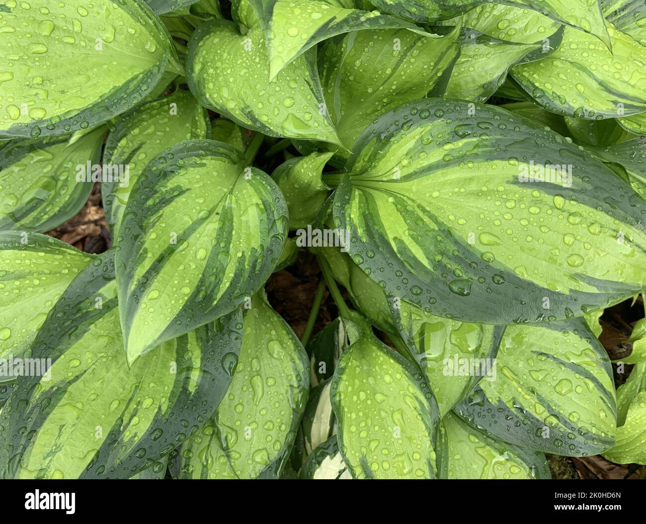 Hosta justine hi-res stock photography and images - Alamy