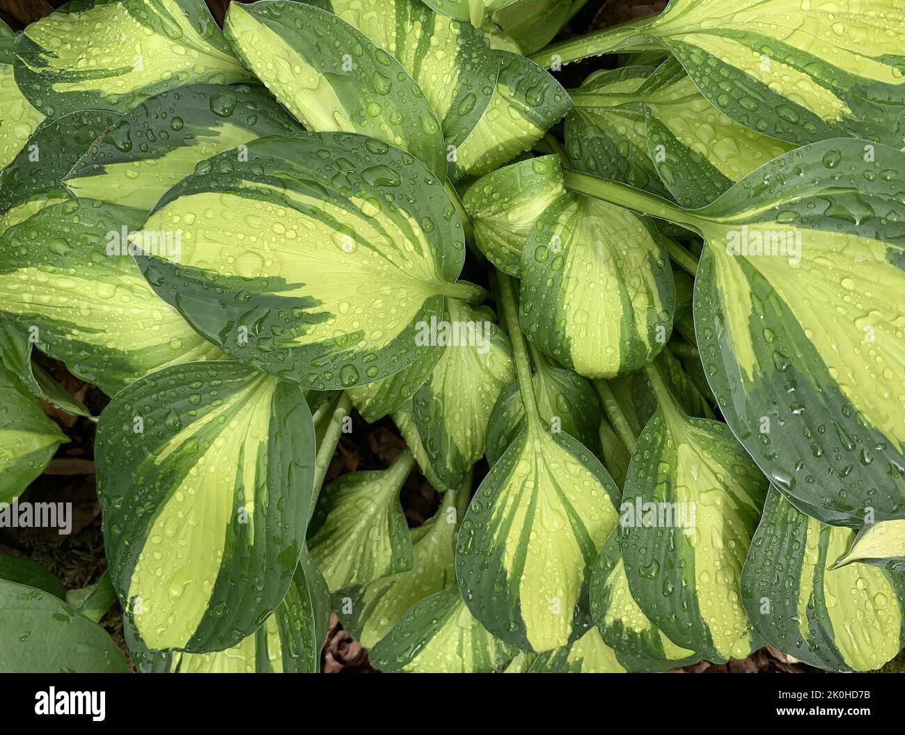 Hosta color festival hi-res stock photography and images - Alamy