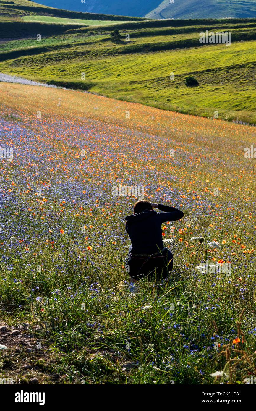 Sibillini Mountains National Park, Summer flowering, Castelluccio di ...