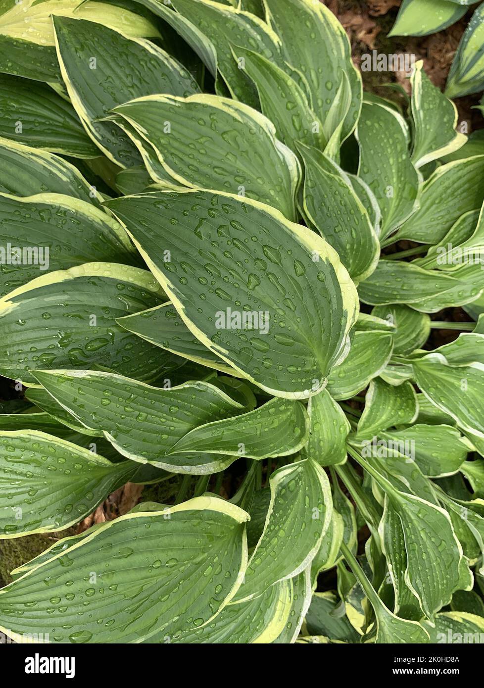 Hosta kalamazu hi-res stock photography and images - Alamy