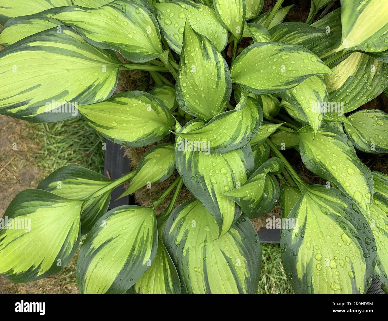 Close up of Hosta Orange Star plant seen in the garden in the UK in ...