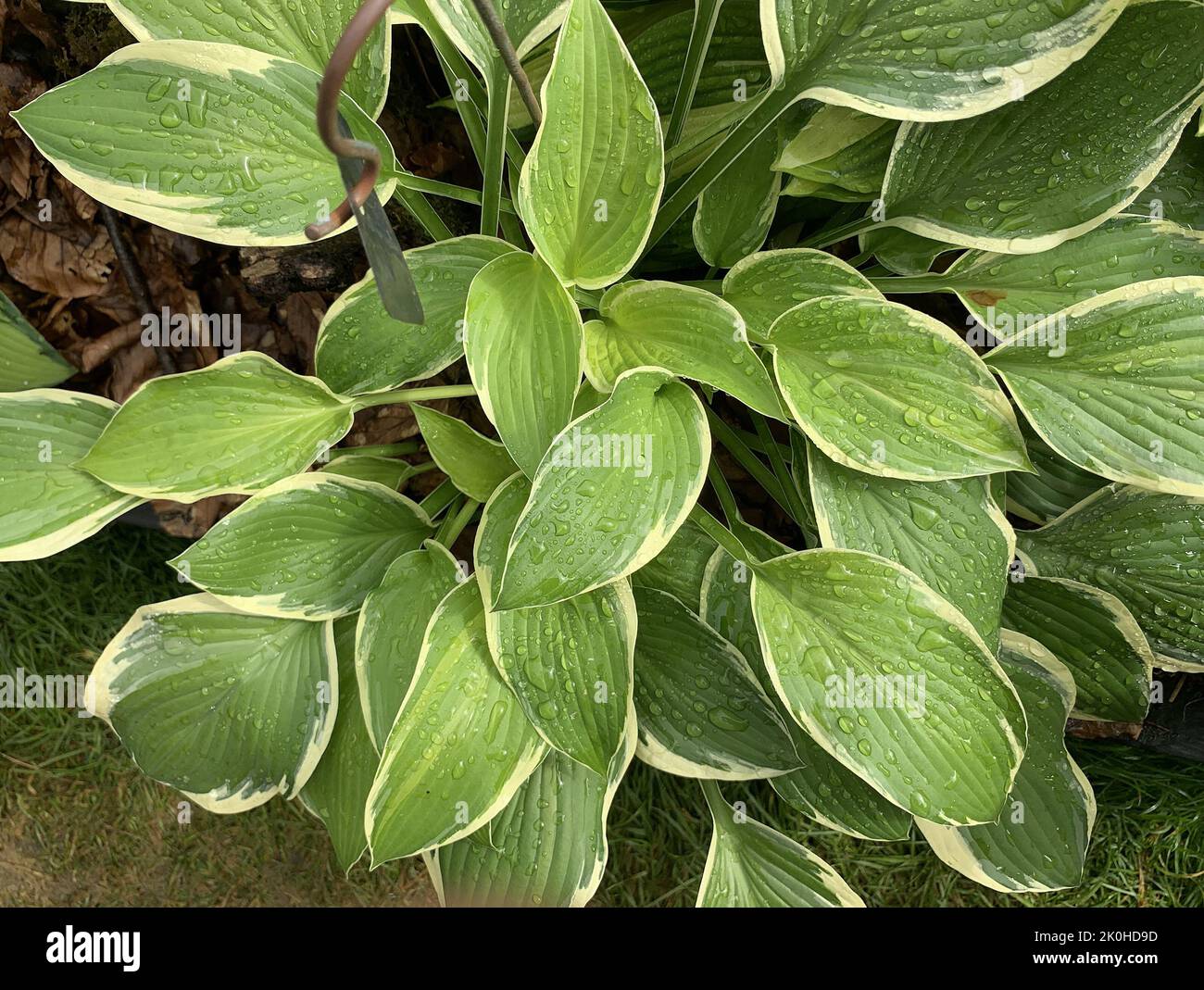 Close up of Hosta Hasta Manana plant seen in the garden in the UK in ...
