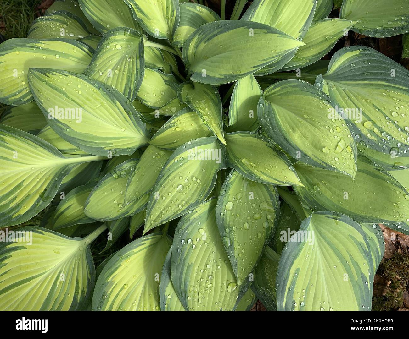 Hosta june hi-res stock photography and images - Alamy