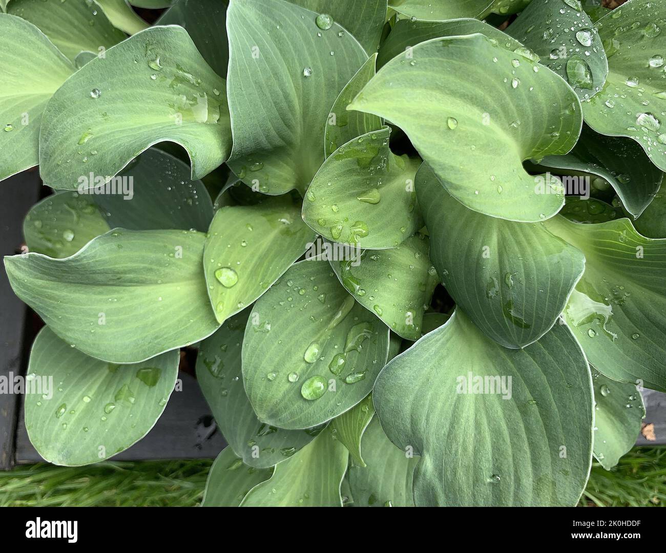 Close up of Hosta Blue Mouse Ears plant seen in the garden in the UK in ...
