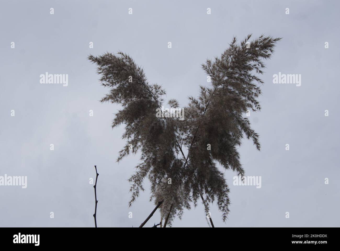 LE LAC DE VIRY CHATILLON,PLANTE FRAGILE,ESSONE,FRANCE Stock Photo - Alamy