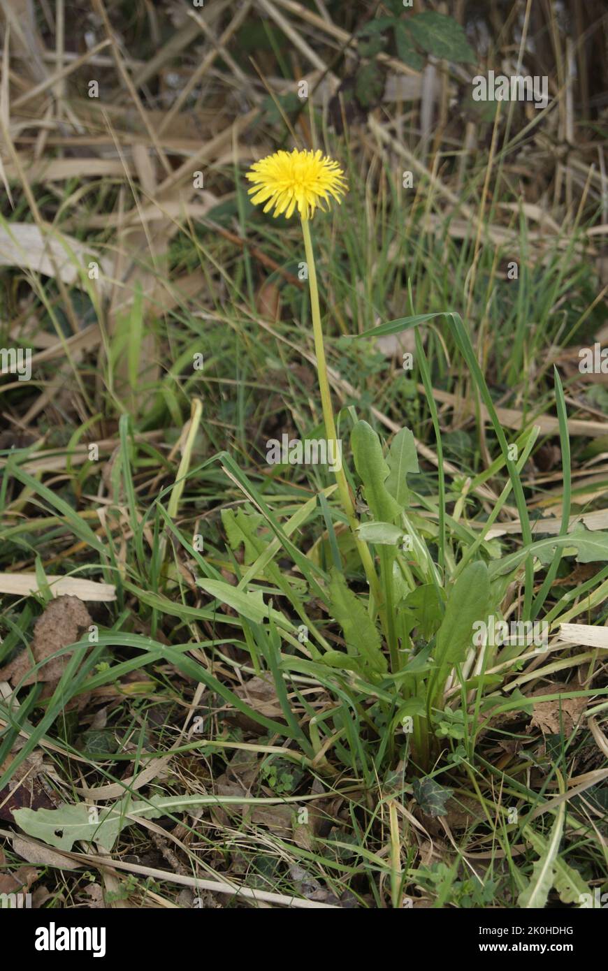 Petite fleur jaune, France Stock Photo - Alamy