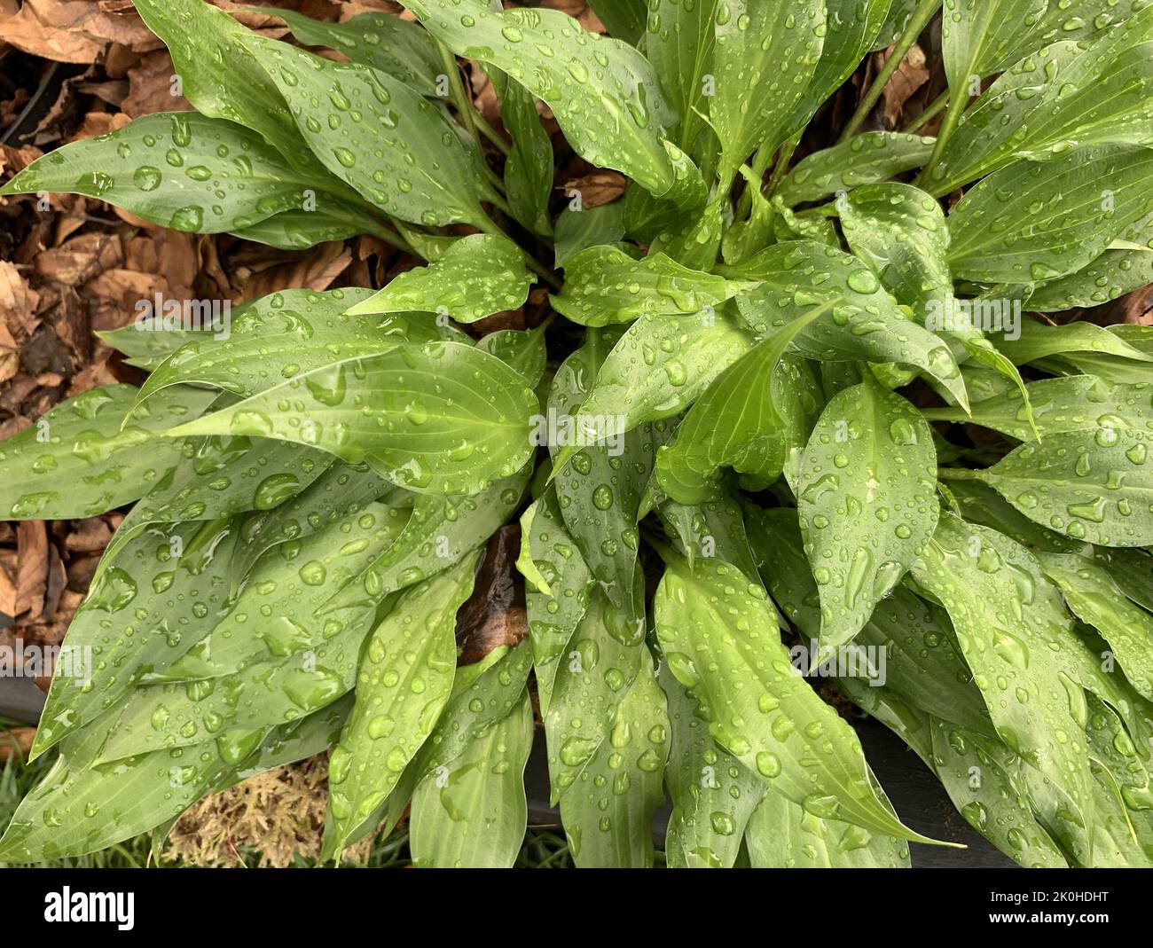 Hosta little red joy hi-res stock photography and images - Alamy