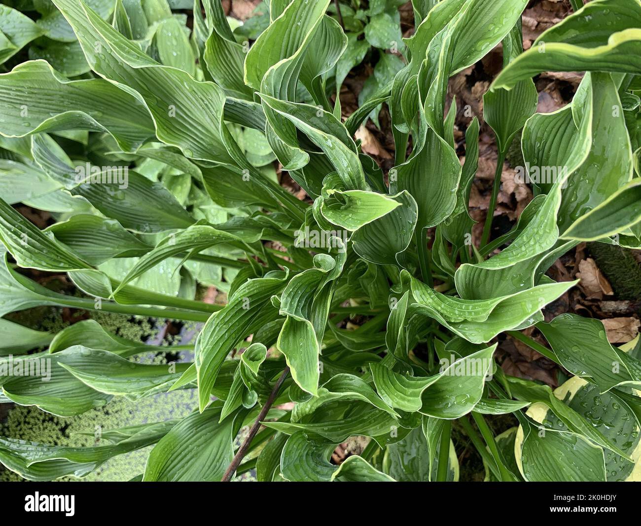 Hosta praying hands hostas praying hands hosta hi-res stock photography ...