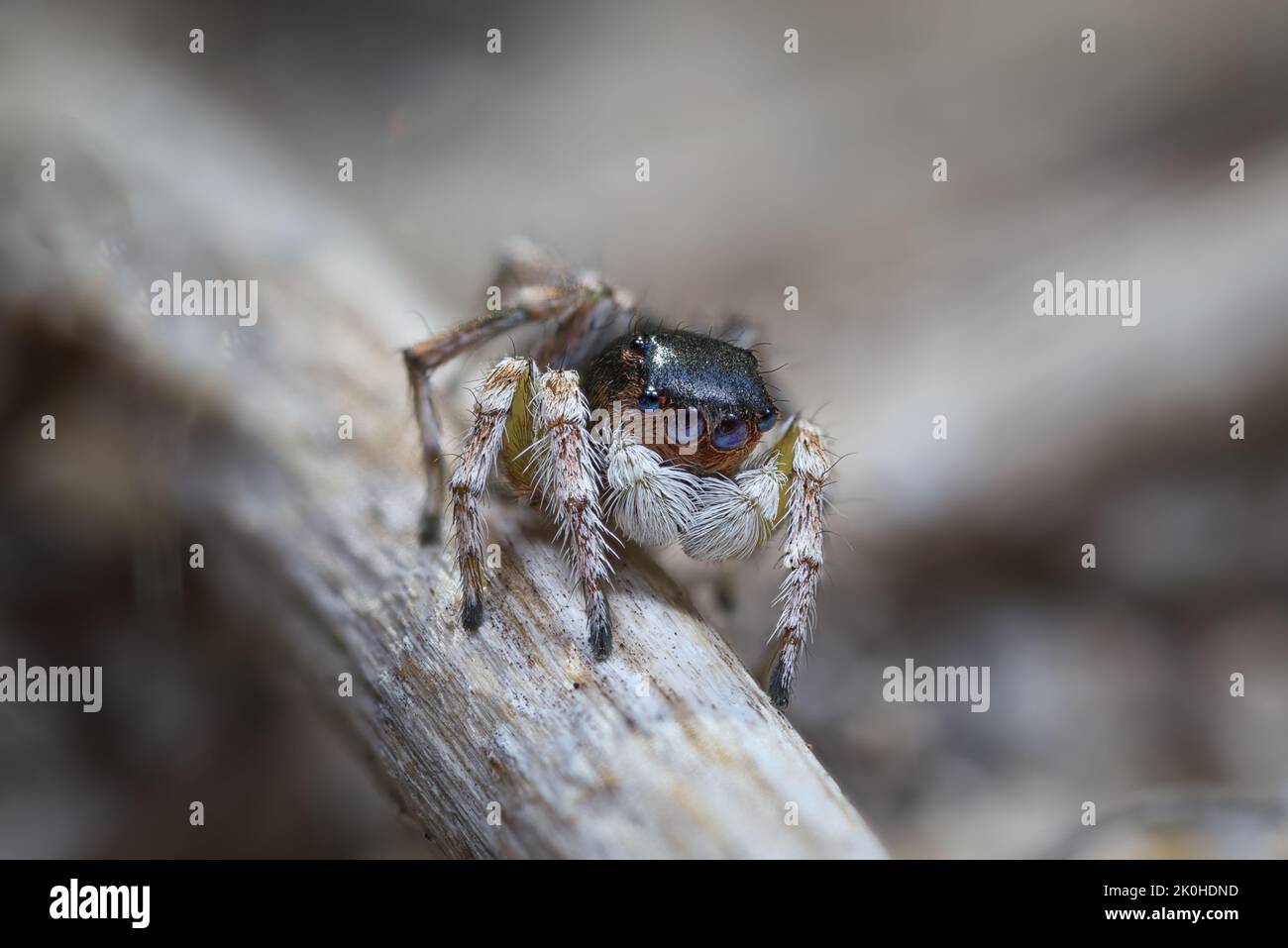Male Peacock spider (Maratus speculifer), the Black Mirror Peacock ...