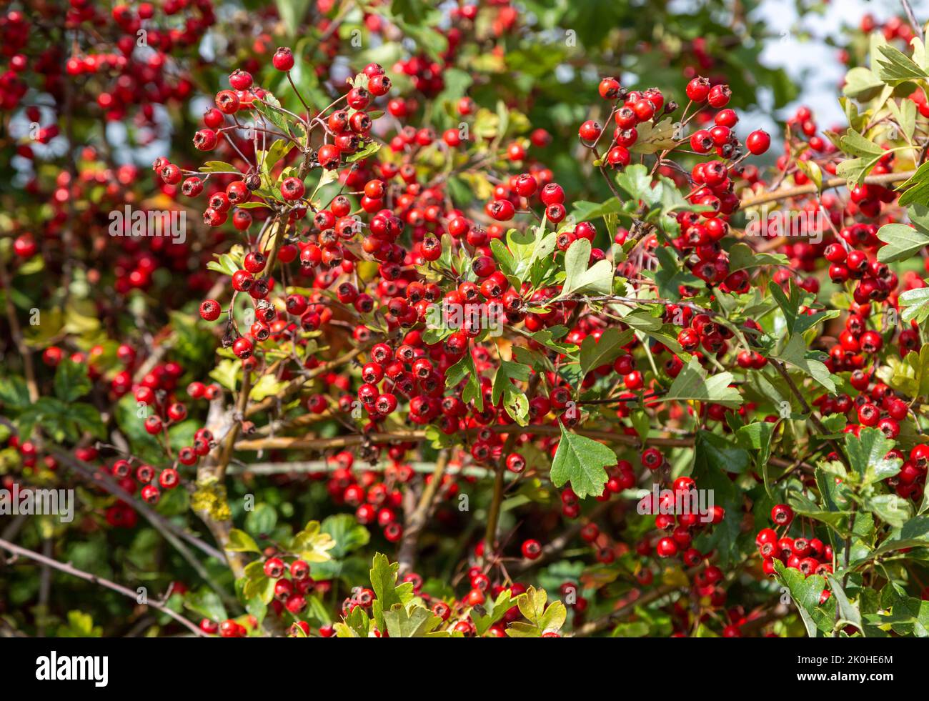Red berries common hawthorn bush, Crataegus monogyna, Sutton, Suffolk ...