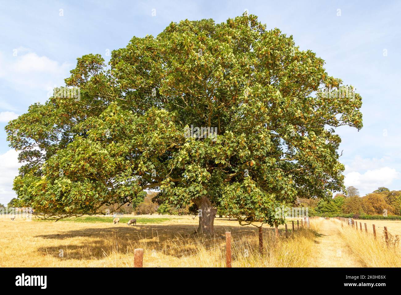 Field path Sycamore tree in summer, acer pseudoplatanus, near Woodhall ...