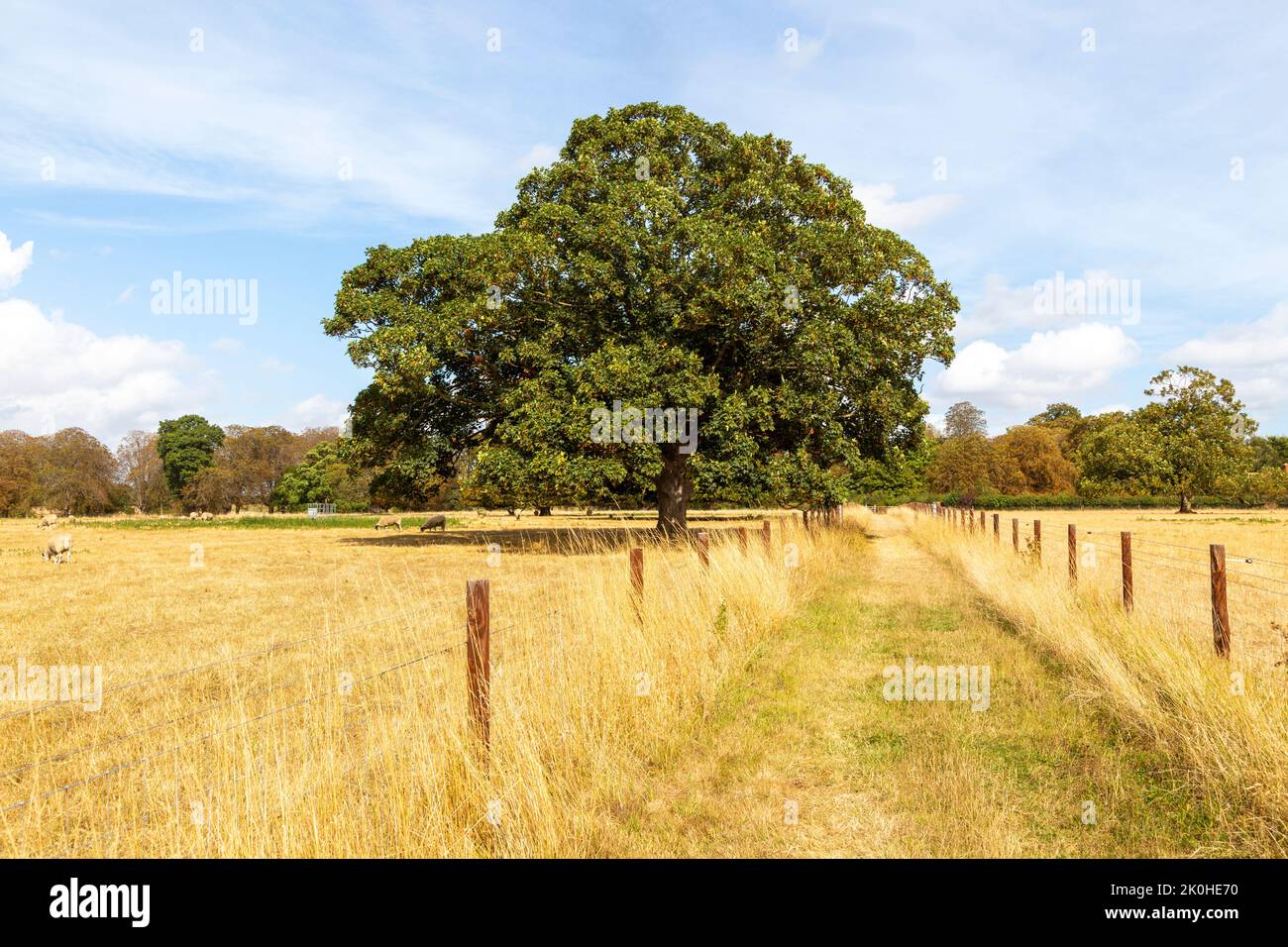 Field path Sycamore tree in summer, acer pseudoplatanus, near Woodhall ...