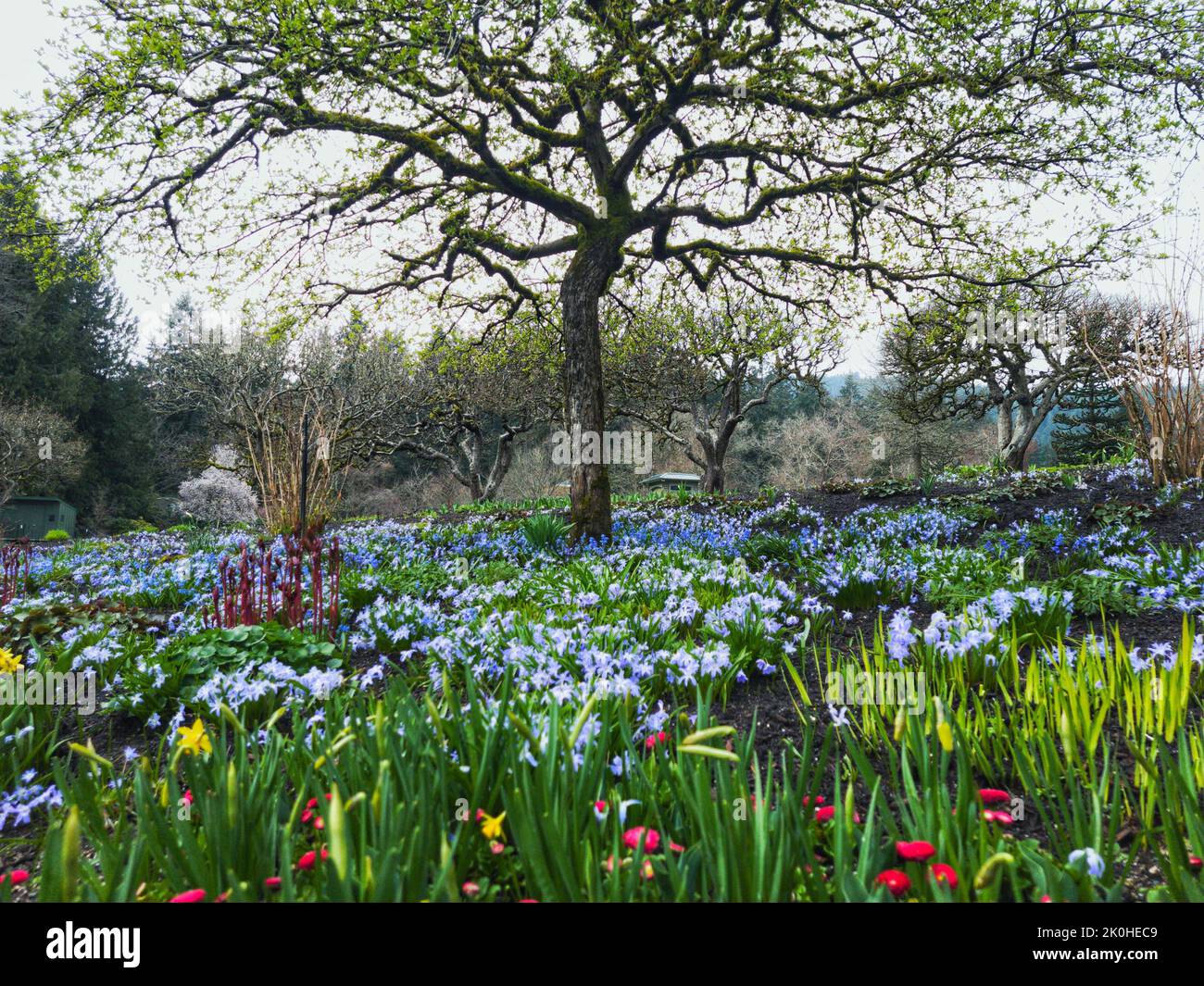A beauiful garden with assorted flowers under tree Stock Photo - Alamy