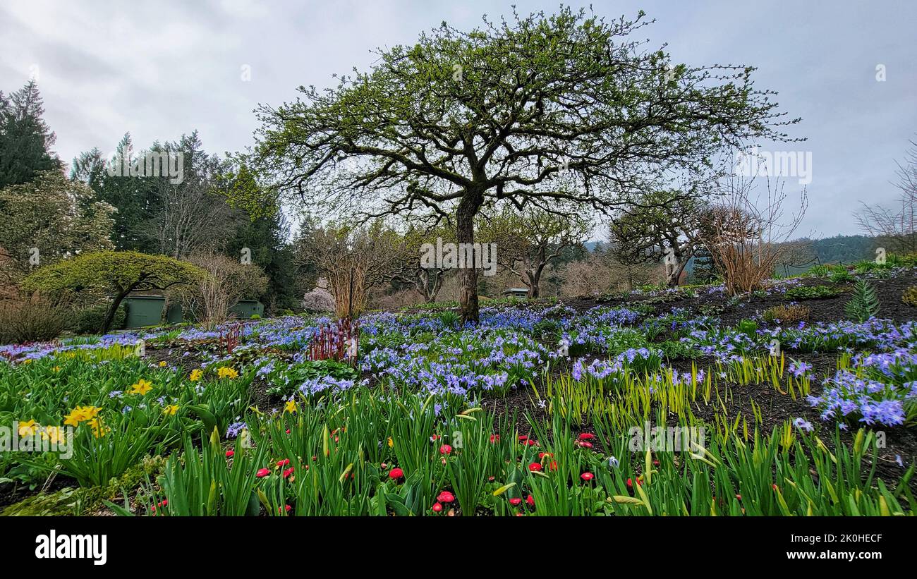 A beauiful garden with assorted flowers under tree Stock Photo - Alamy