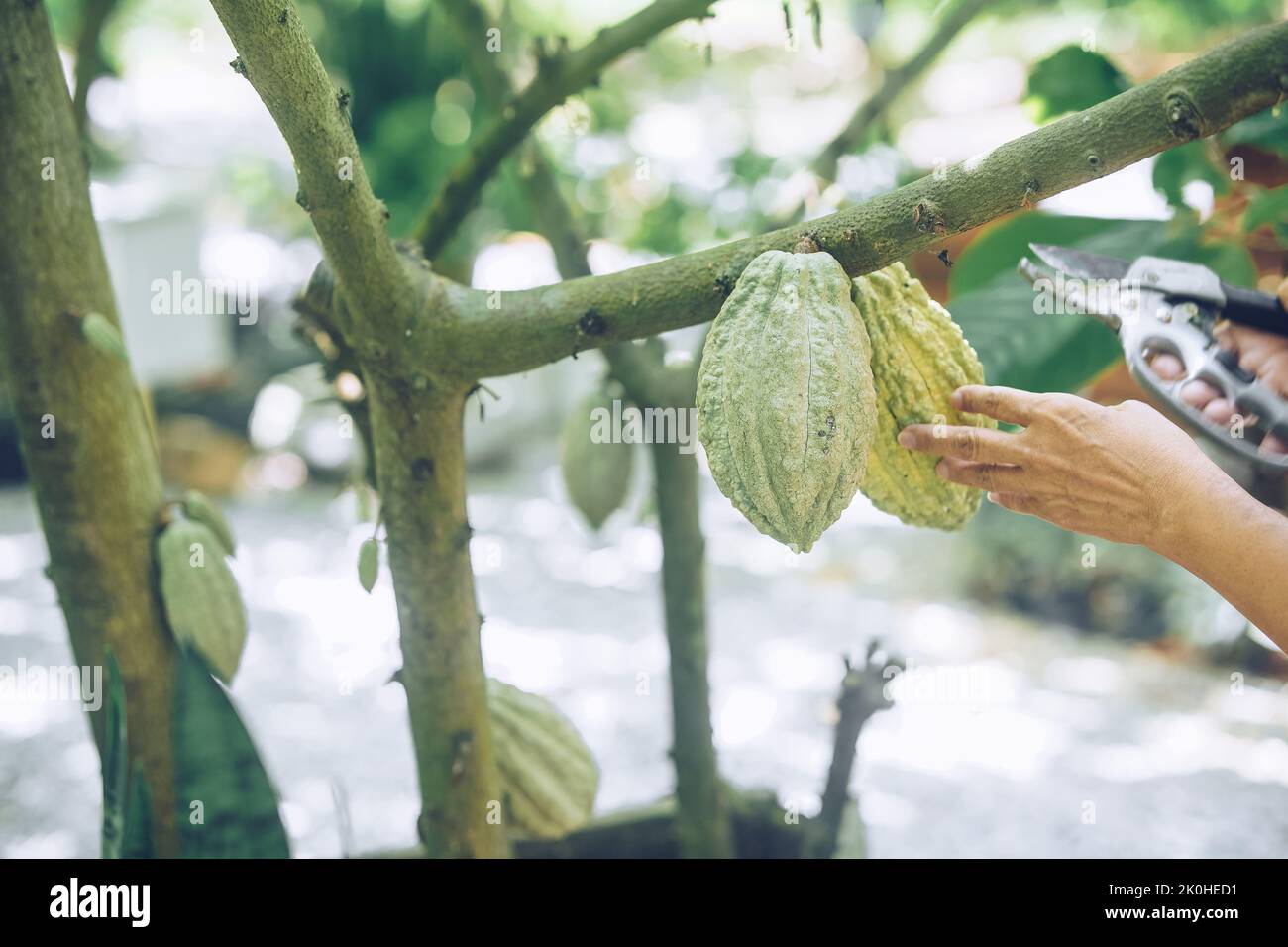 farmer use pruning shear to harvest cacao bean fruit cocoa pod from ...